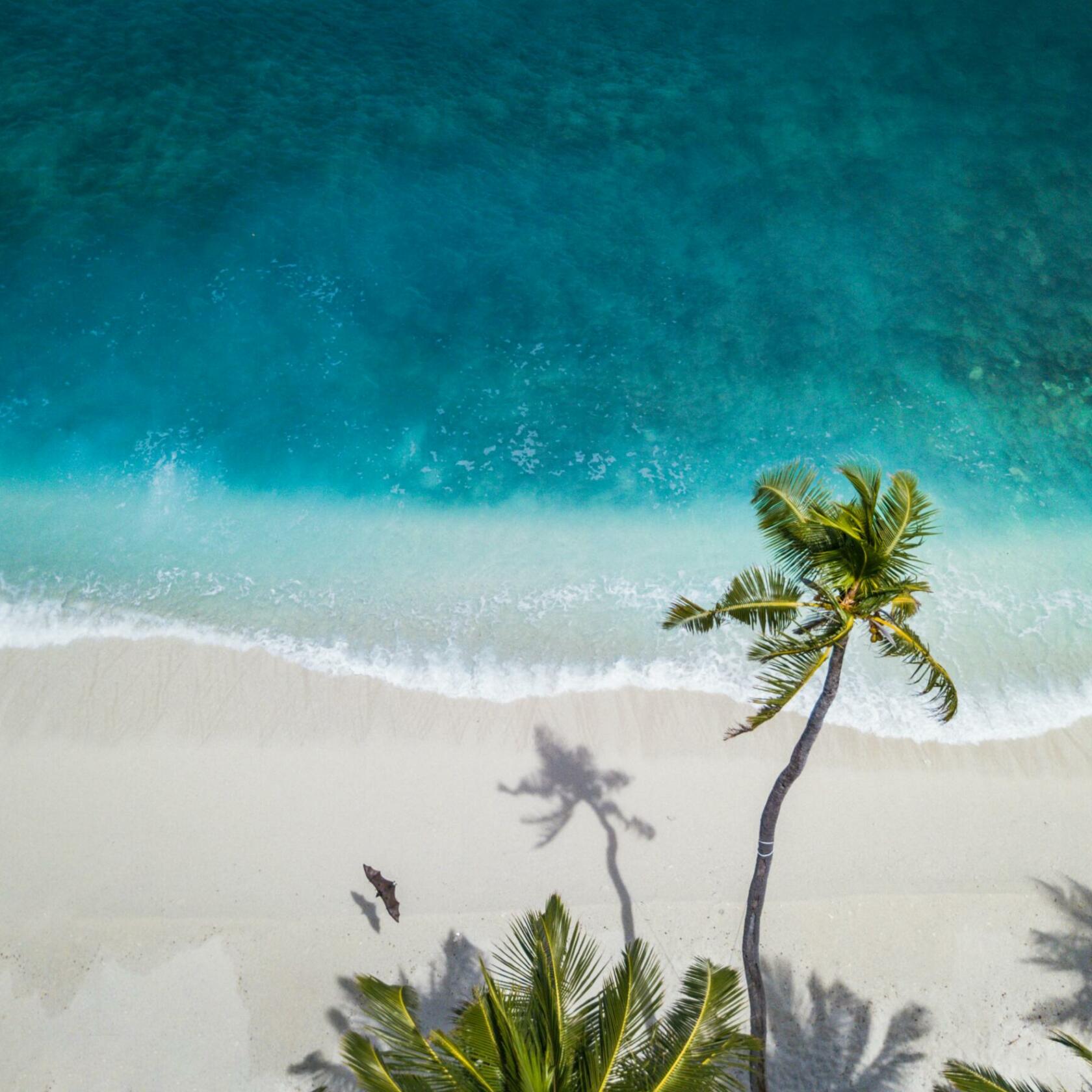 Netceed | Cinven - Focused European Integrated World-class