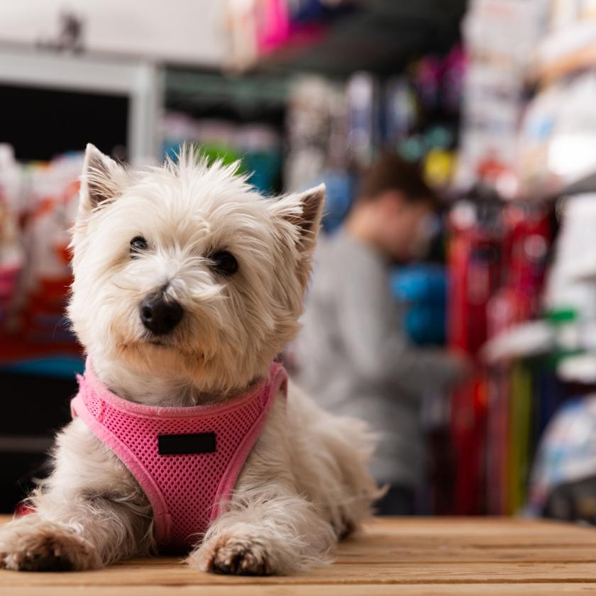 PPF | Cinven - Focused European Integrated World-class